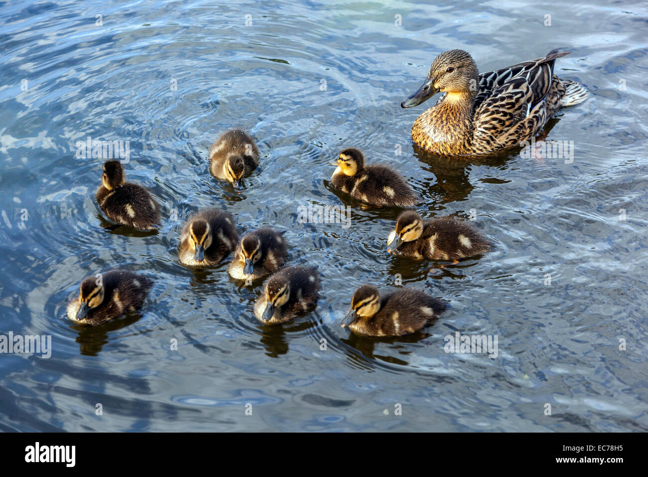 Family of ducklings hi-res stock photography and images - Alamy