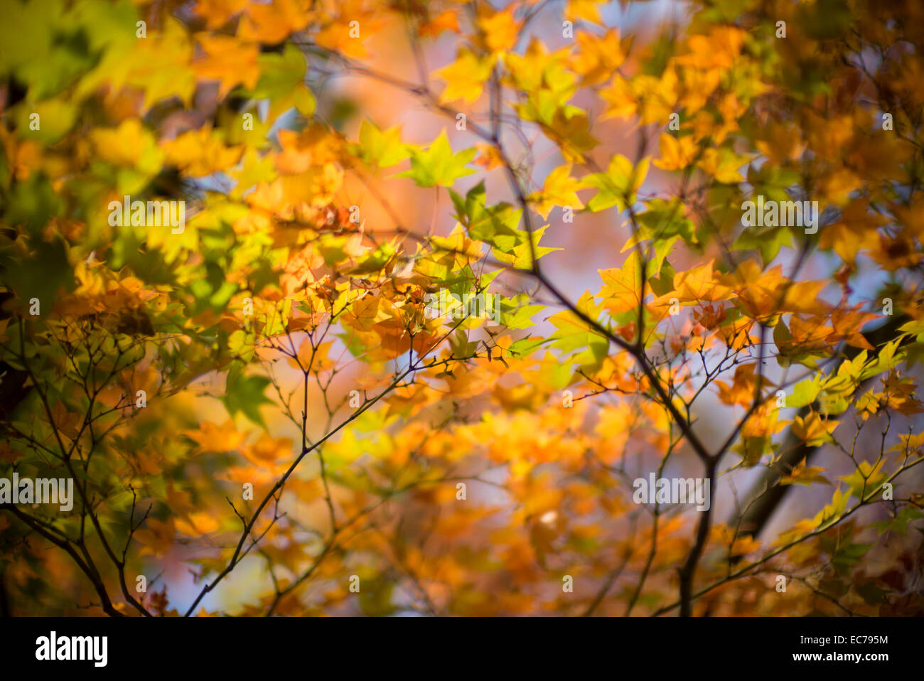 Strong leaf color during autumn in Japan Stock Photo - Alamy