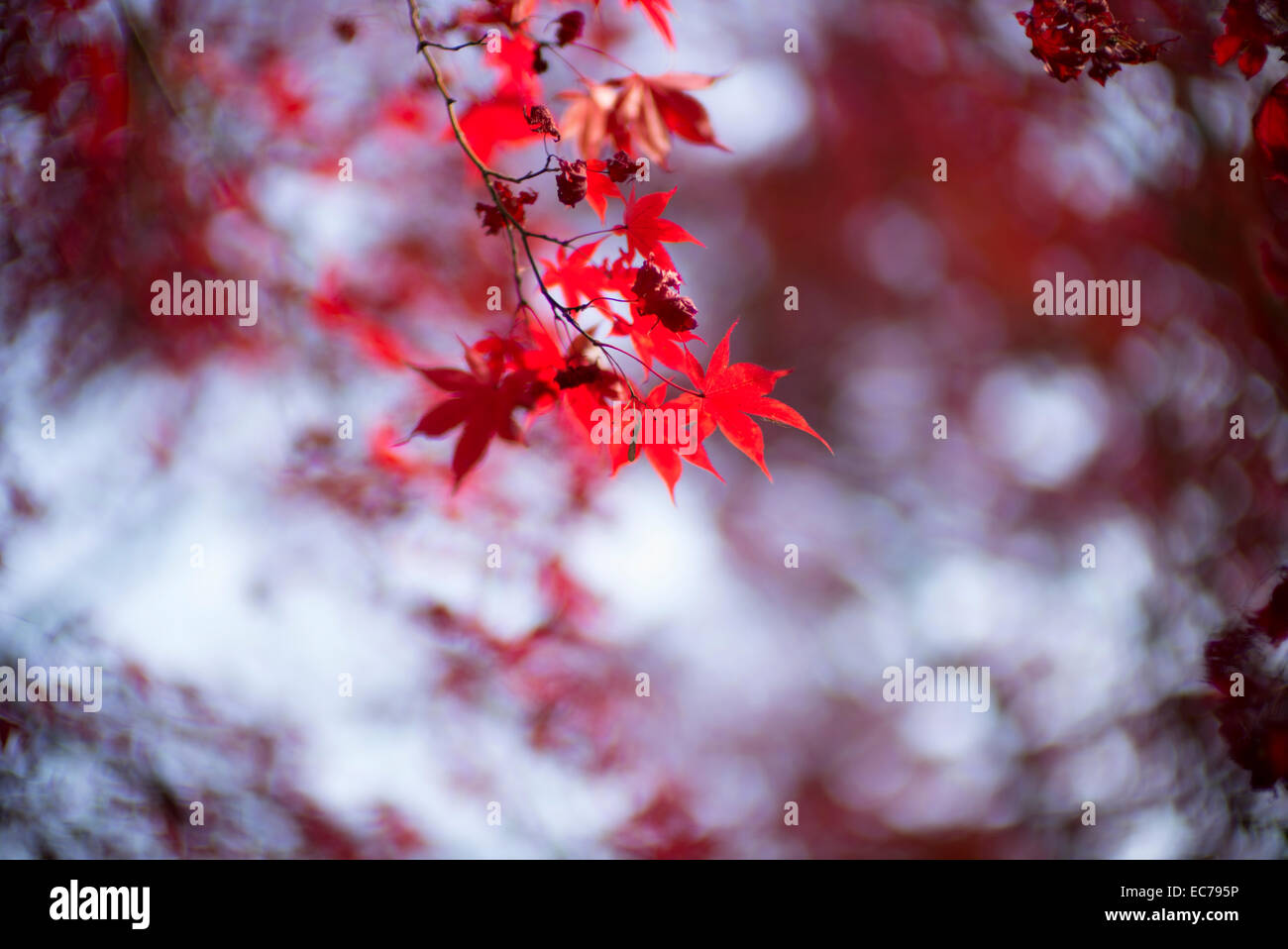 Strong leaf color during autumn in Japan Stock Photo - Alamy