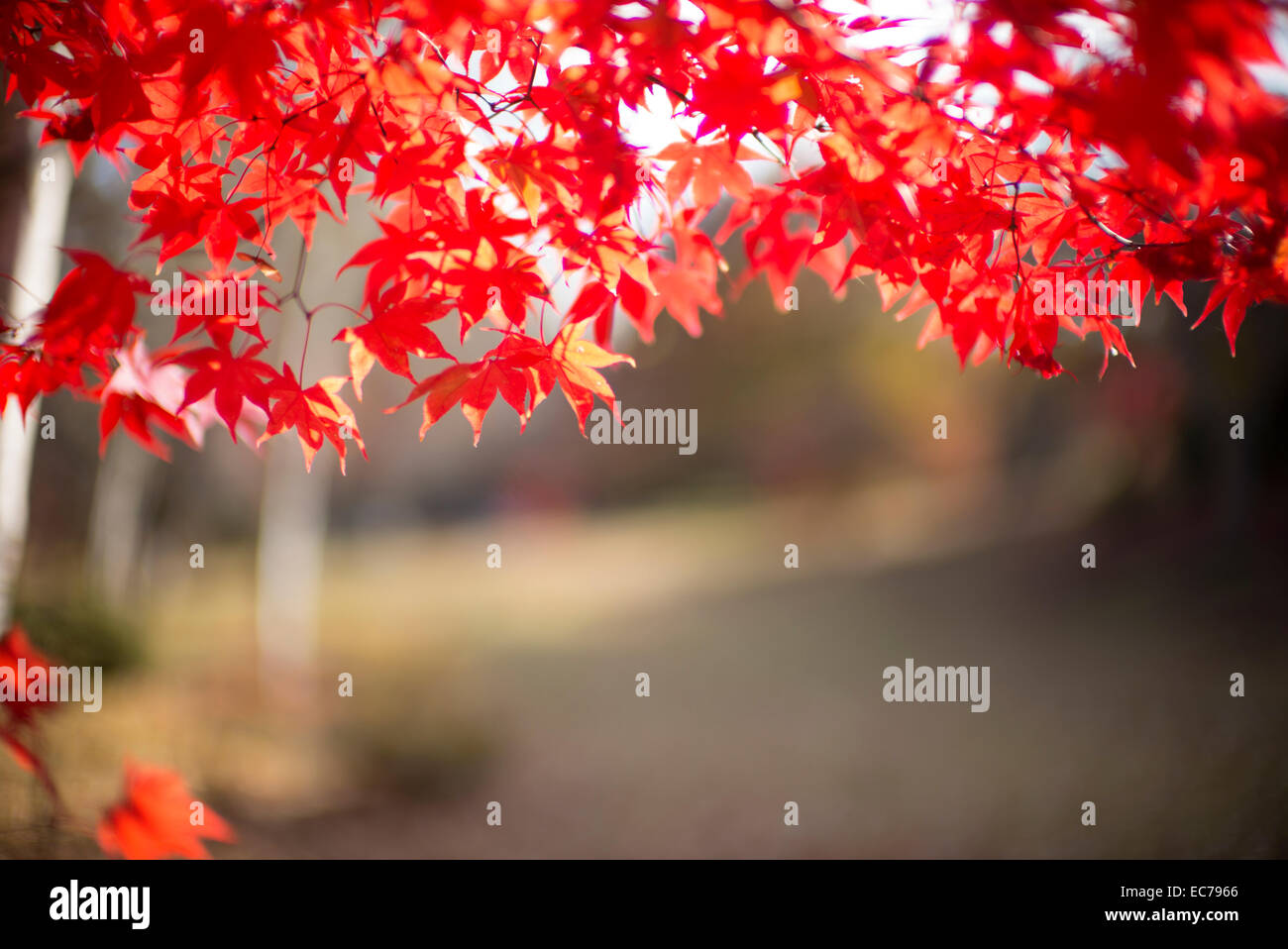 Strong leaf color during autumn in Japan Stock Photo - Alamy