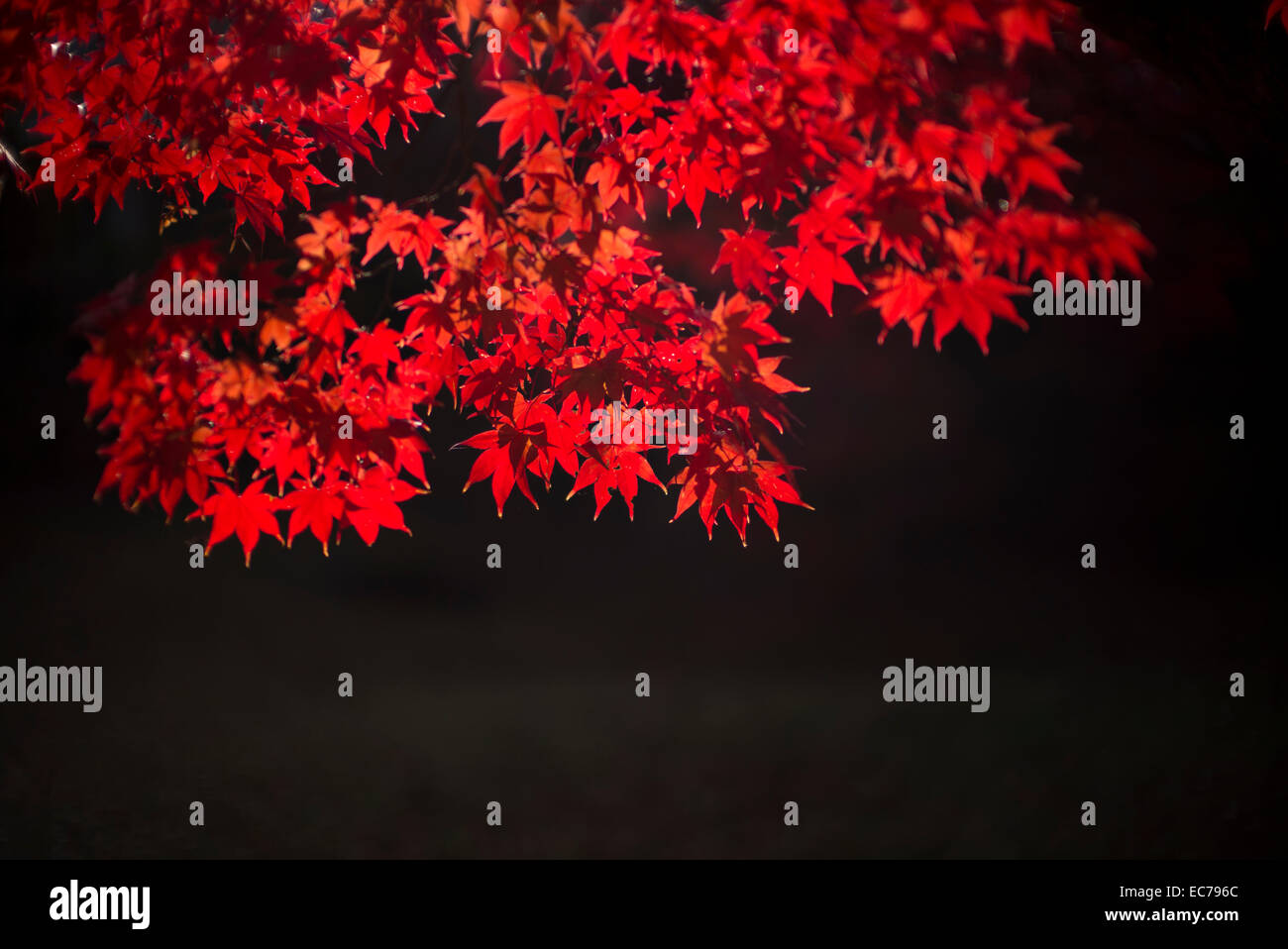 Strong leaf color during autumn in Japan Stock Photo - Alamy