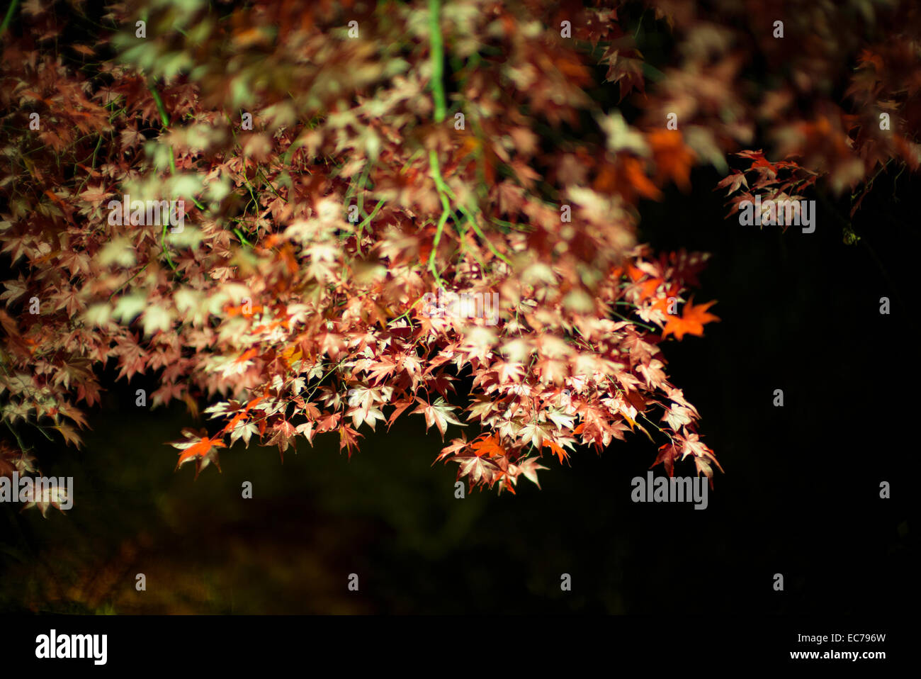 Strong leaf color during autumn in Japan Stock Photo - Alamy