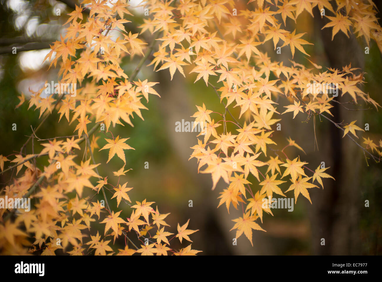 Strong leaf color during autumn in Japan Stock Photo - Alamy