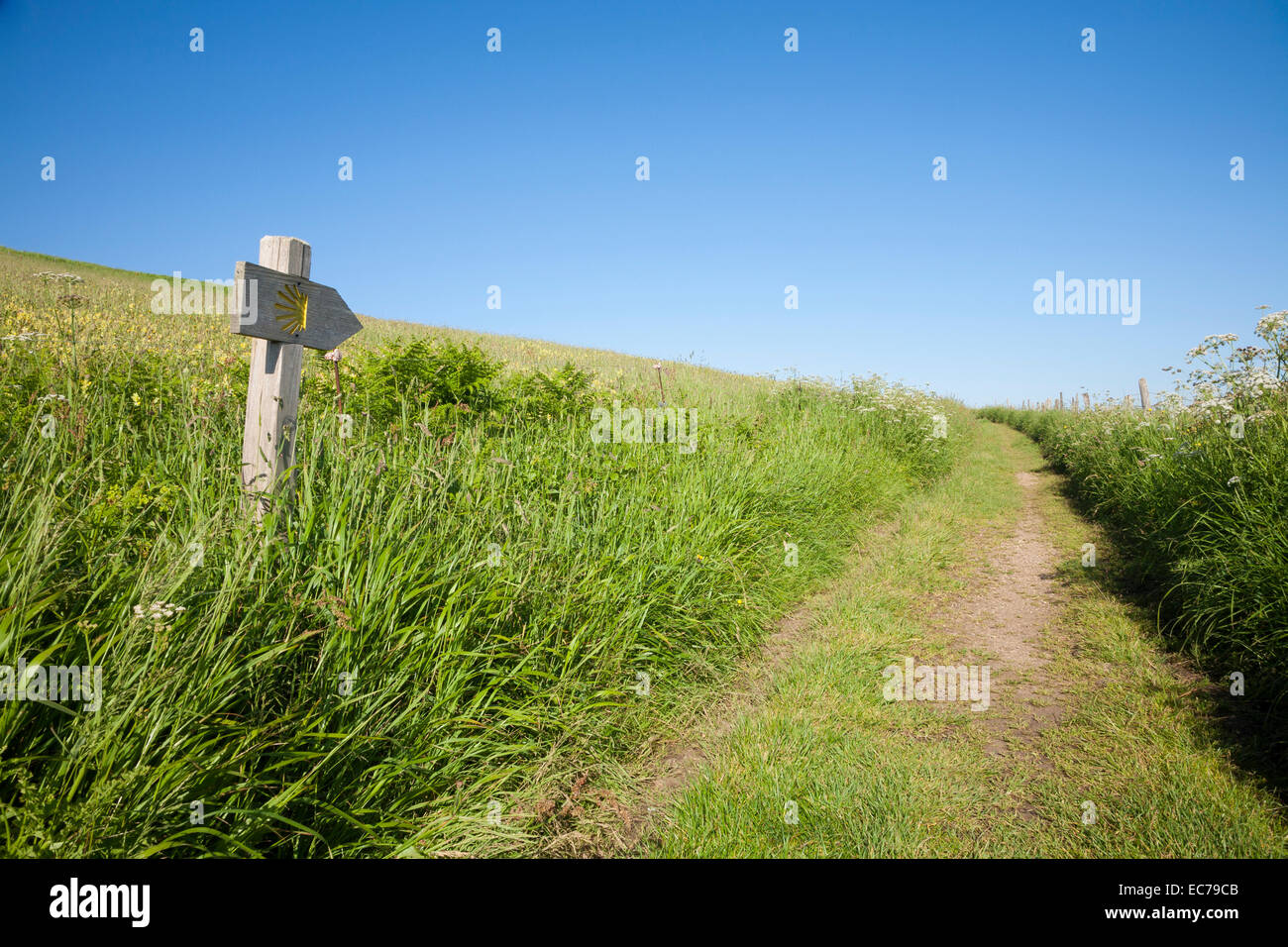 rural path and wood signpost with public Middle Ages symbol of Camino ...