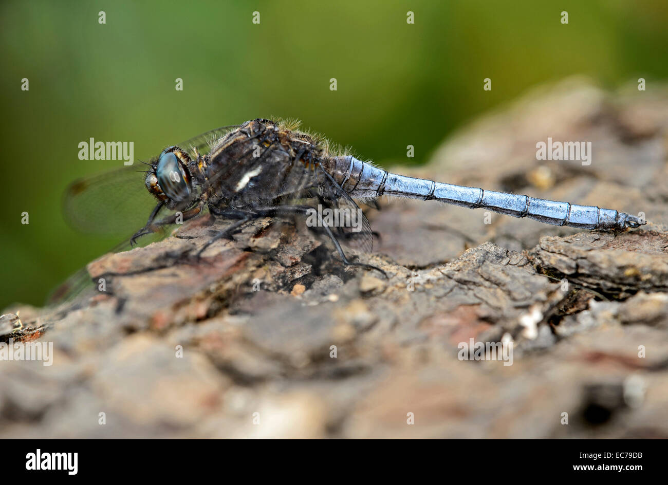Male of Blue Libellulid (Orthetrum kristenseni), Harenna Forest, Bale ...