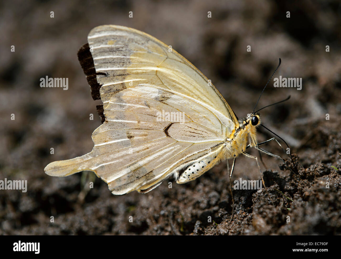 Mud-puddling swallowtail Papilio dardanus (Papilionidae), Harenna ...