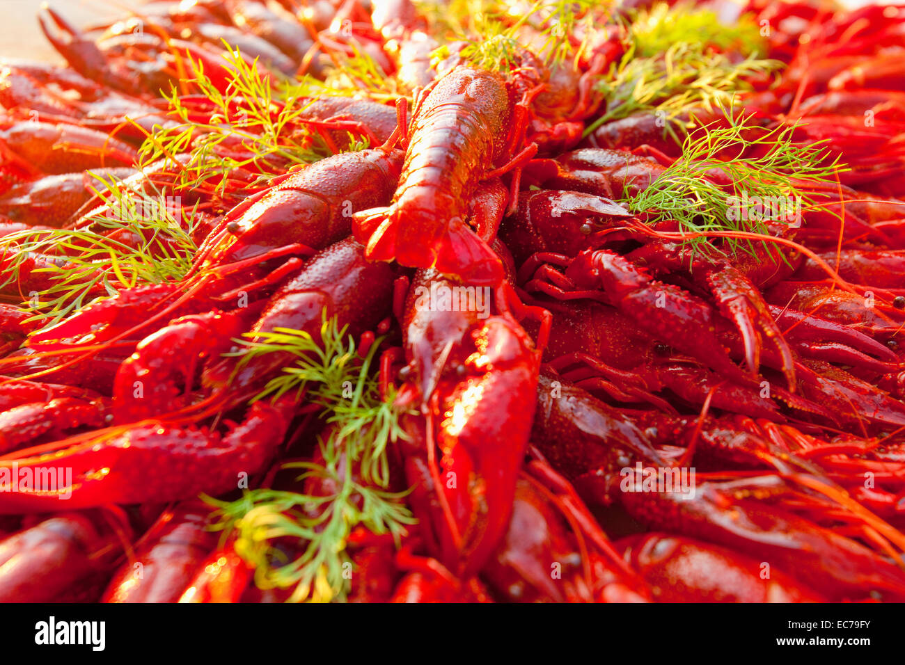 Sweden - Crayfish with dill eaten at traditional swedish crayfish party ...