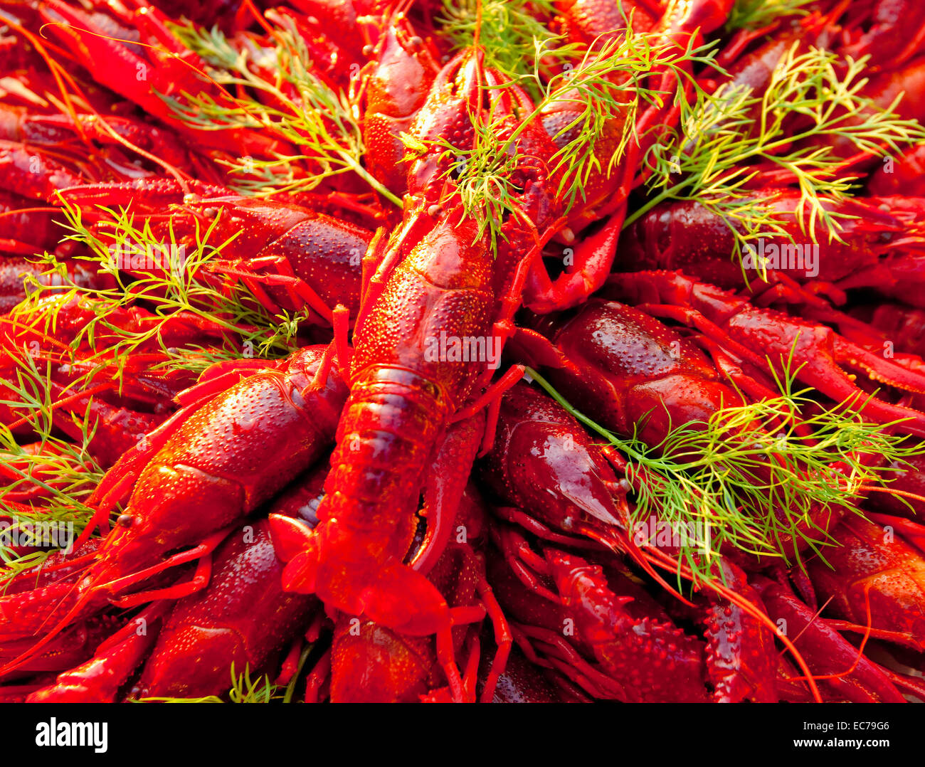 Sweden - Crayfish with dill eaten at traditional swedish crayfish party ...