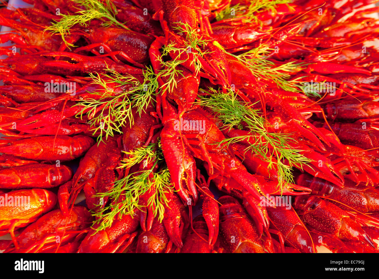 Sweden - Crayfish with dill eaten at traditional swedish crayfish party ...