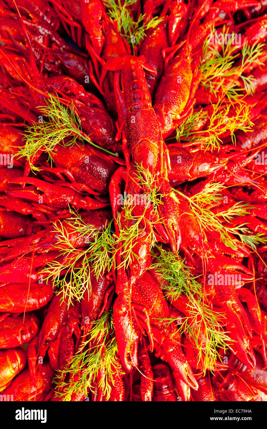 Sweden - Crayfish with dill eaten at traditional swedish crayfish party ...