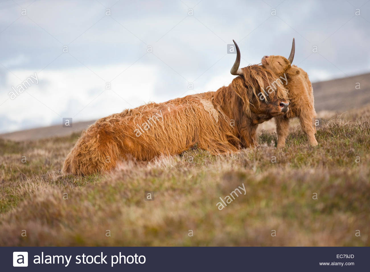 Calf Heath Stock Photos & Calf Heath Stock Images - Alamy