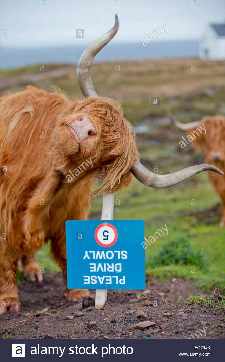 Scratching Ear Stock Photos & Scratching Ear Stock Images - Alamy