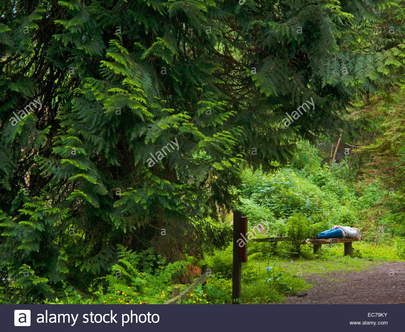 Sleeping On Park Bench Stock Photos & Sleeping On Park Bench Stock ...