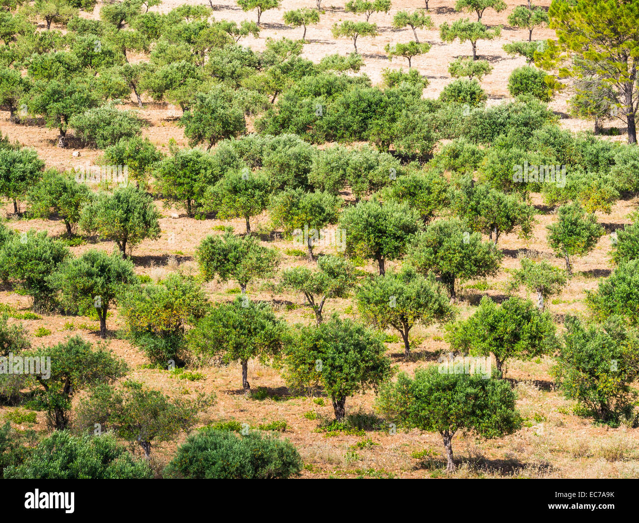 Sicily olive tree hi-res stock photography and images - Alamy