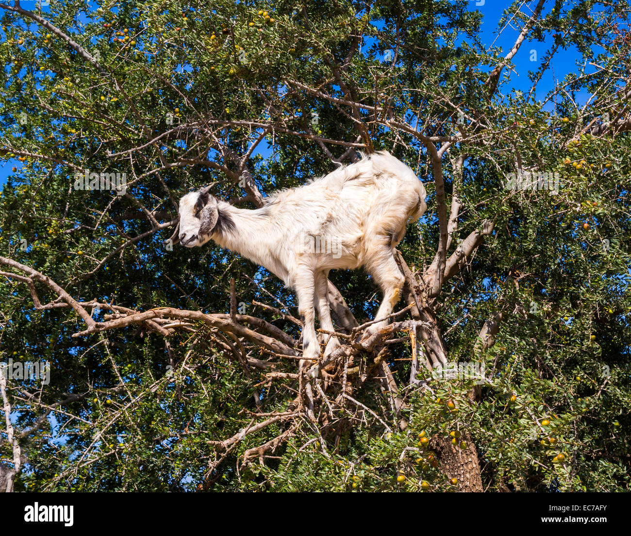 Goat tree morocco hi-res stock photography and images - Alamy