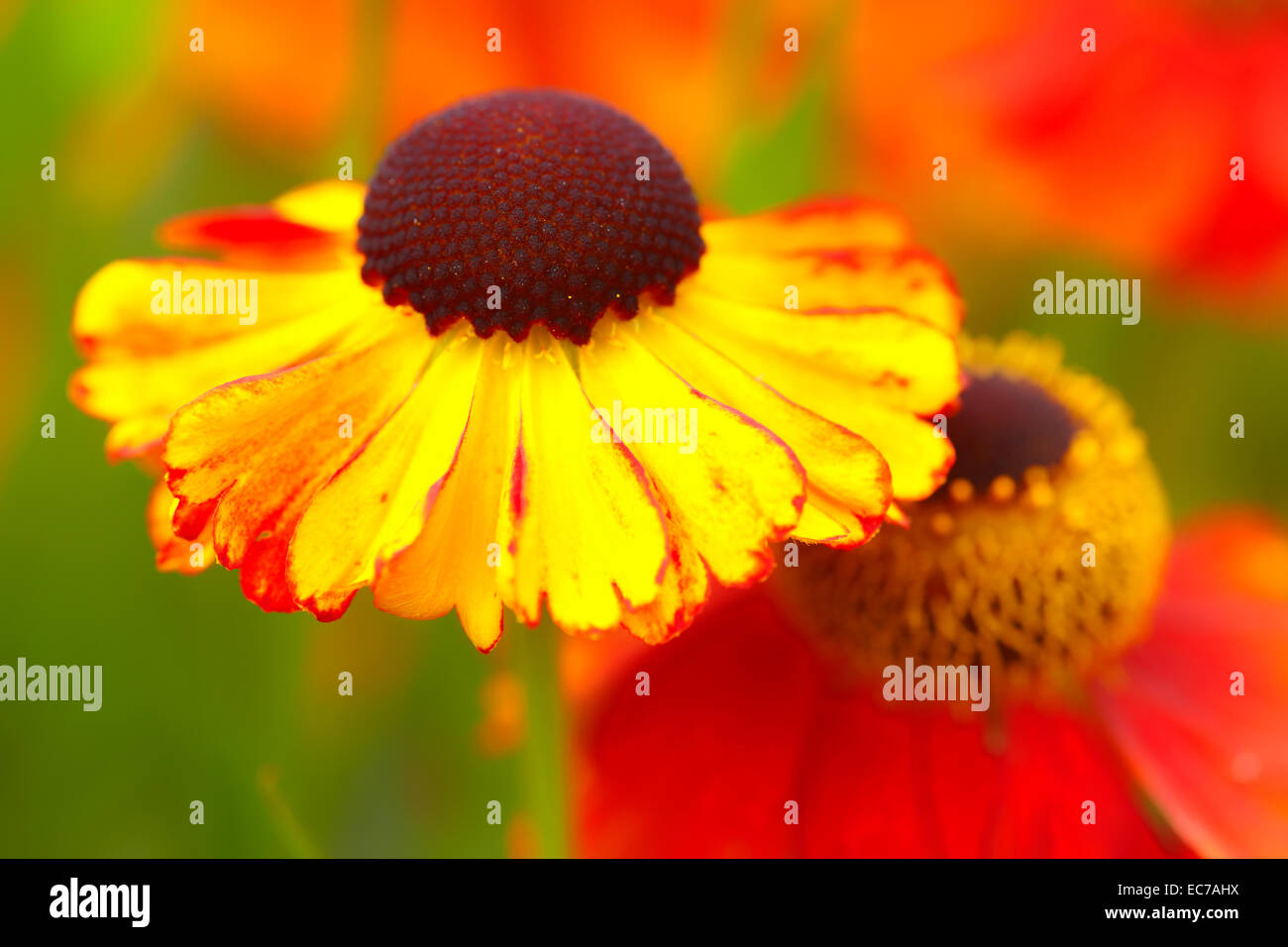 Close up of Helenium flower in a garden in Devon Stock Photo - Alamy