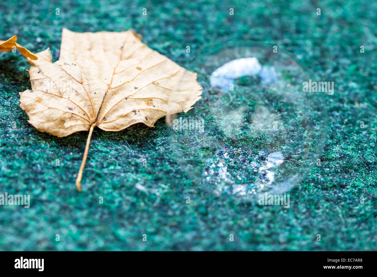 Autumn leaf and soap bubble on a carpet Stock Photo - Alamy