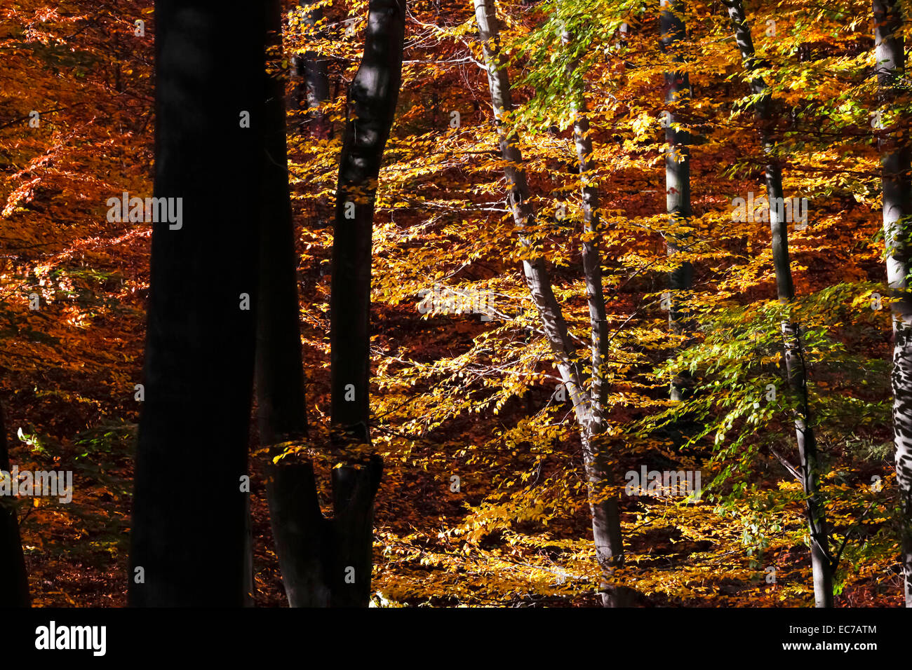 Autum forest hi-res stock photography and images - Alamy