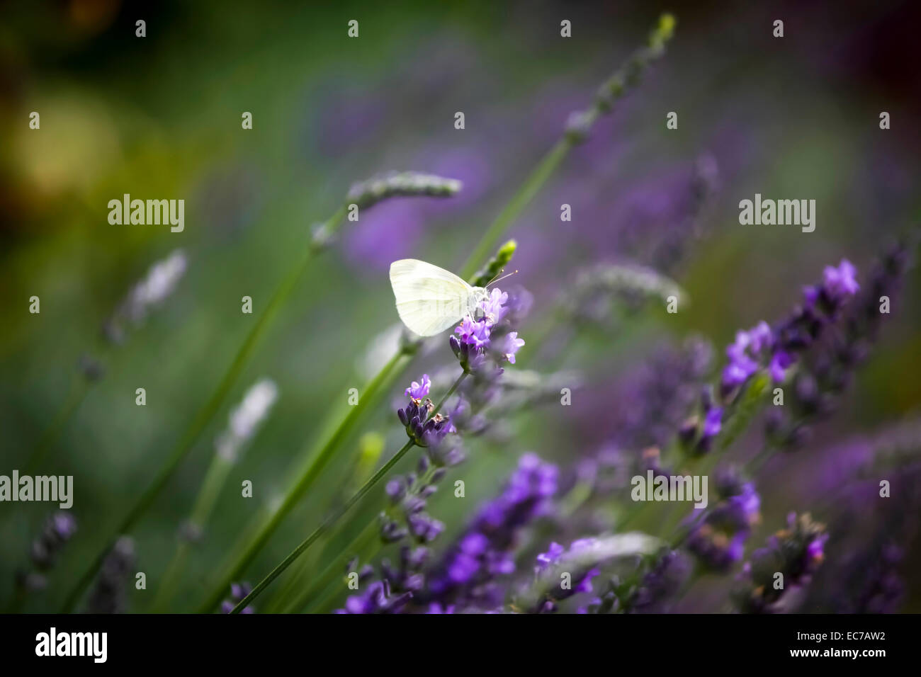 Lavender with butterfly Stock Photo - Alamy