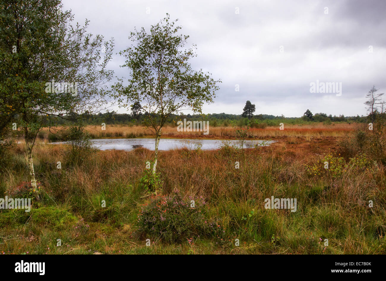 Skipwith Common National Nature Reserve near Selby, North Yorkshire ...