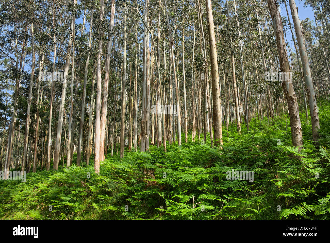 Spain, Galicia, Forest with Eucalyptus trees Stock Photo - Alamy