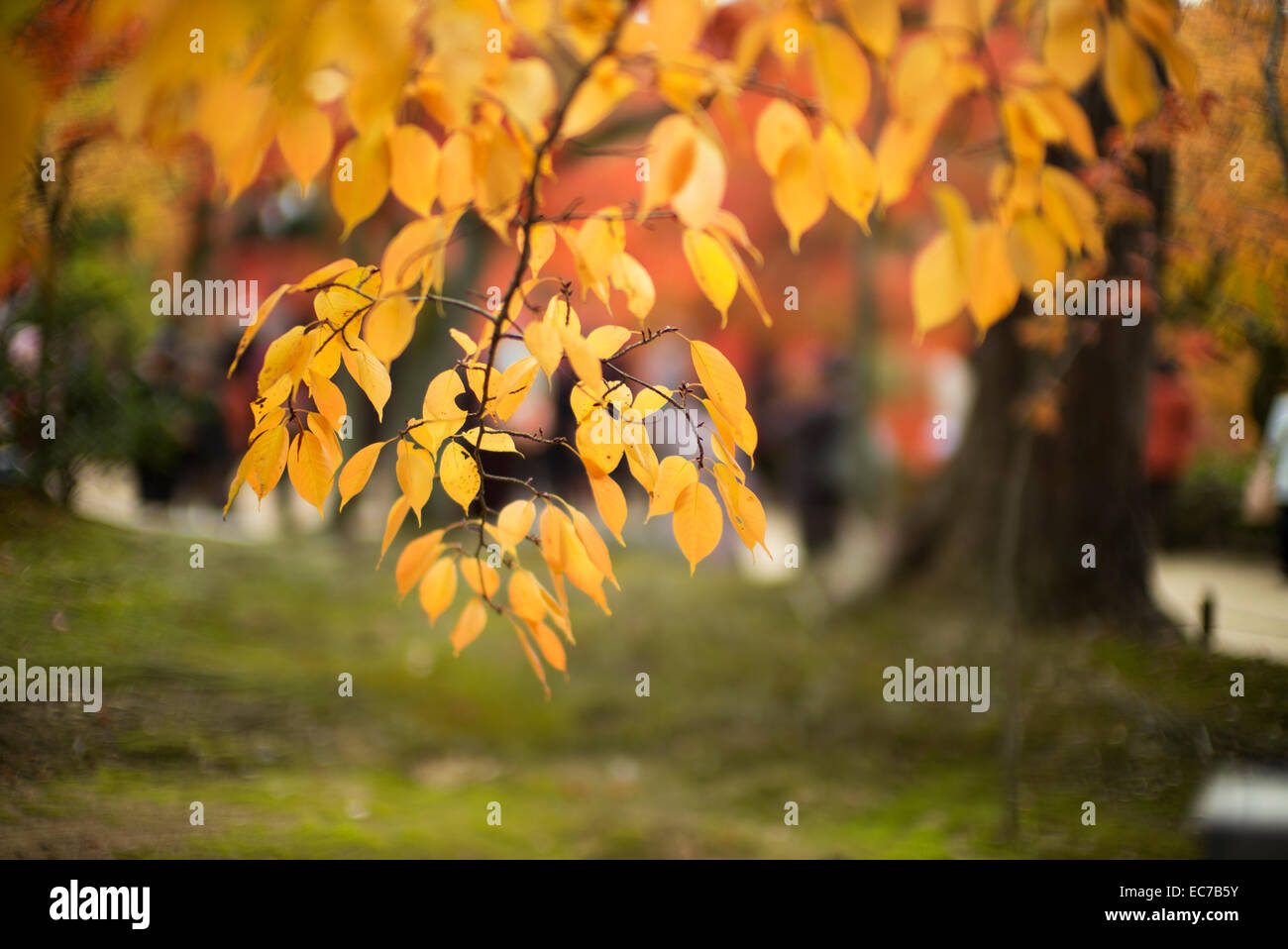 Strong leaf color during autumn in Japan Stock Photo - Alamy