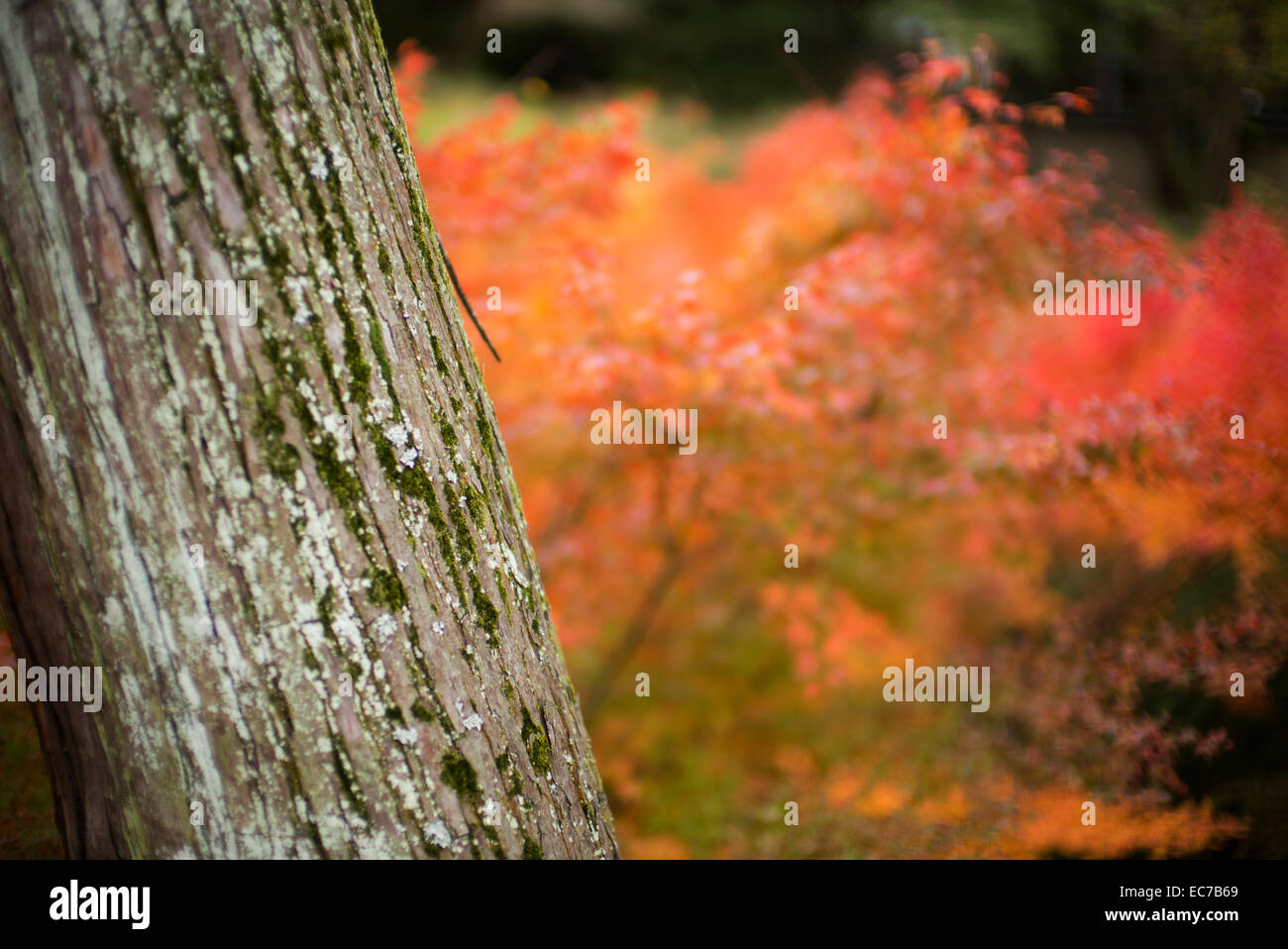 Strong leaf color during autumn in Japan Stock Photo - Alamy