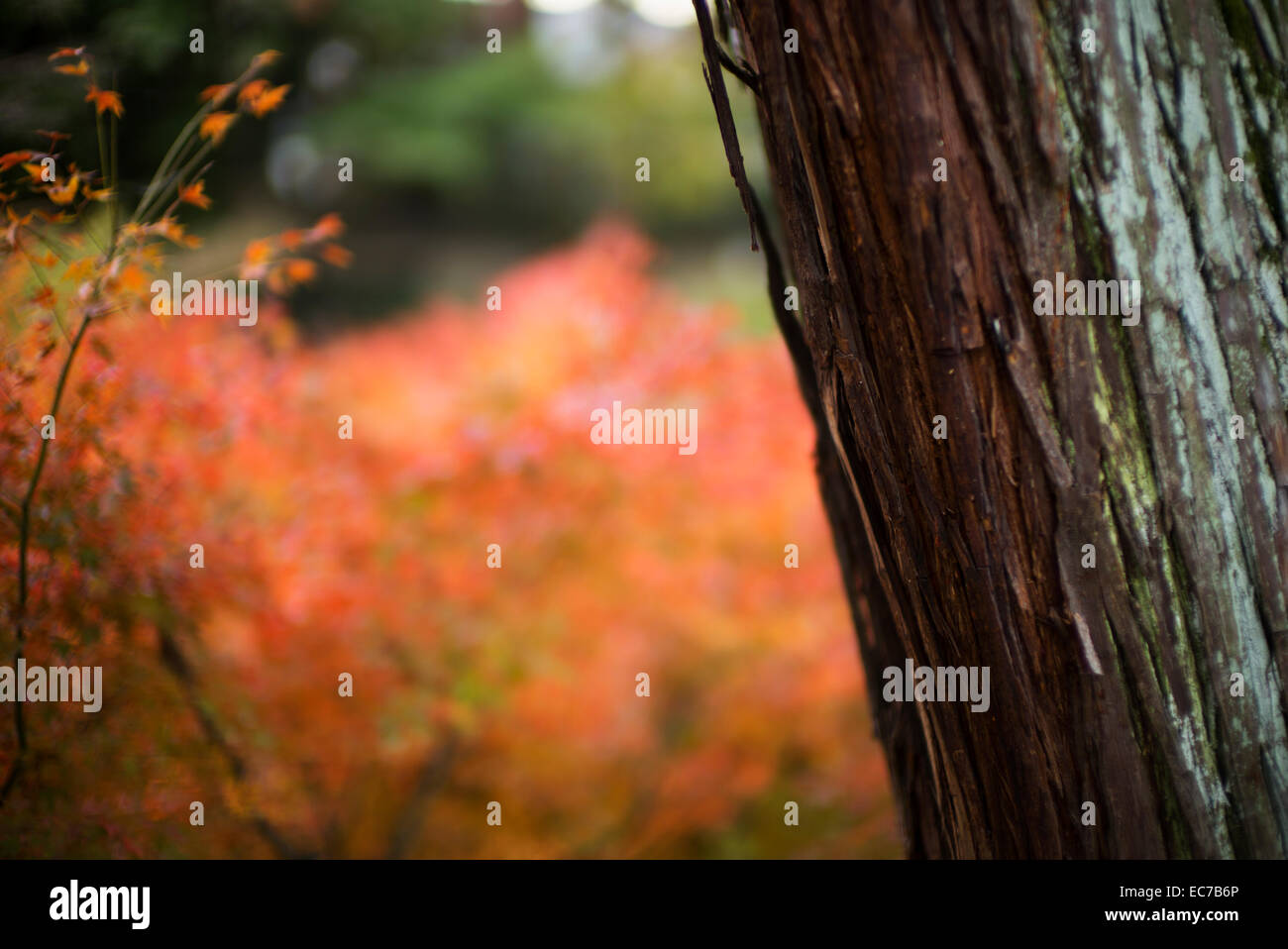 Strong leaf color during autumn in Japan Stock Photo - Alamy