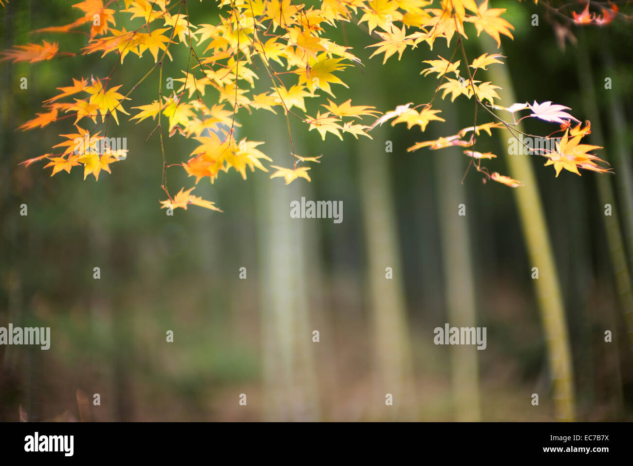 Strong leaf color during autumn in Japan Stock Photo - Alamy