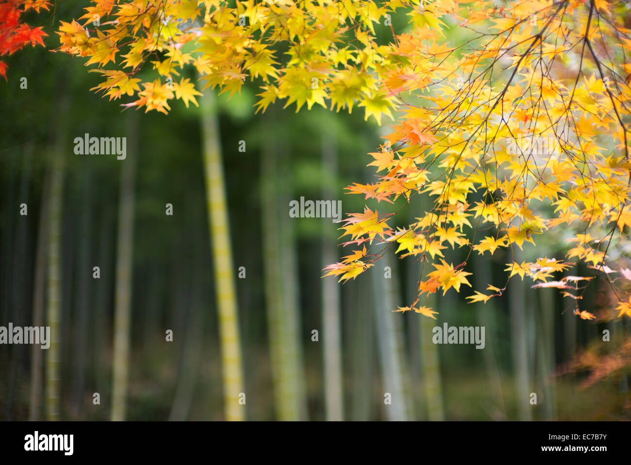 Strong leaf color during autumn in Japan Stock Photo - Alamy