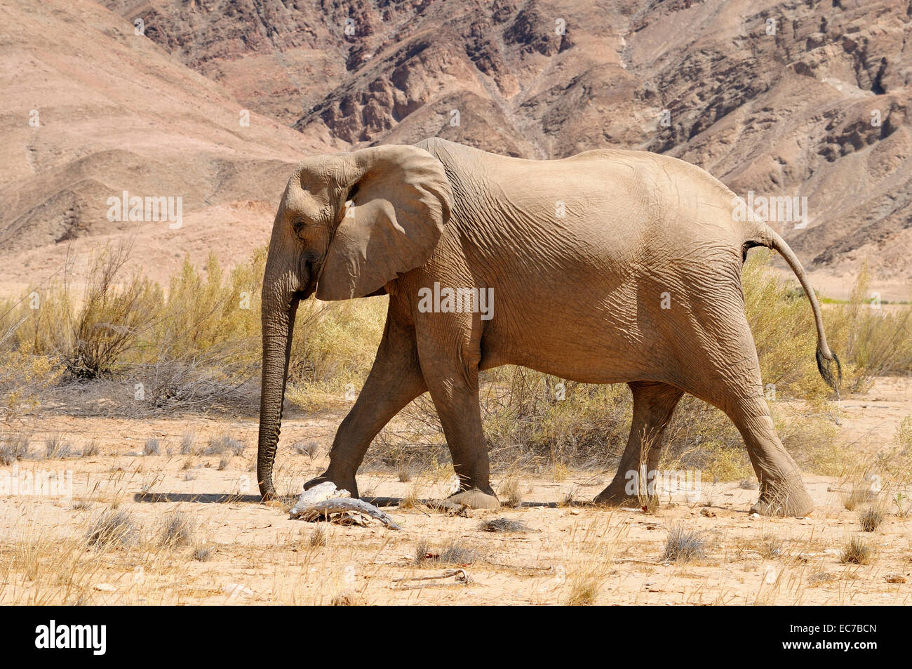 Desert cow hi-res stock photography and images - Alamy