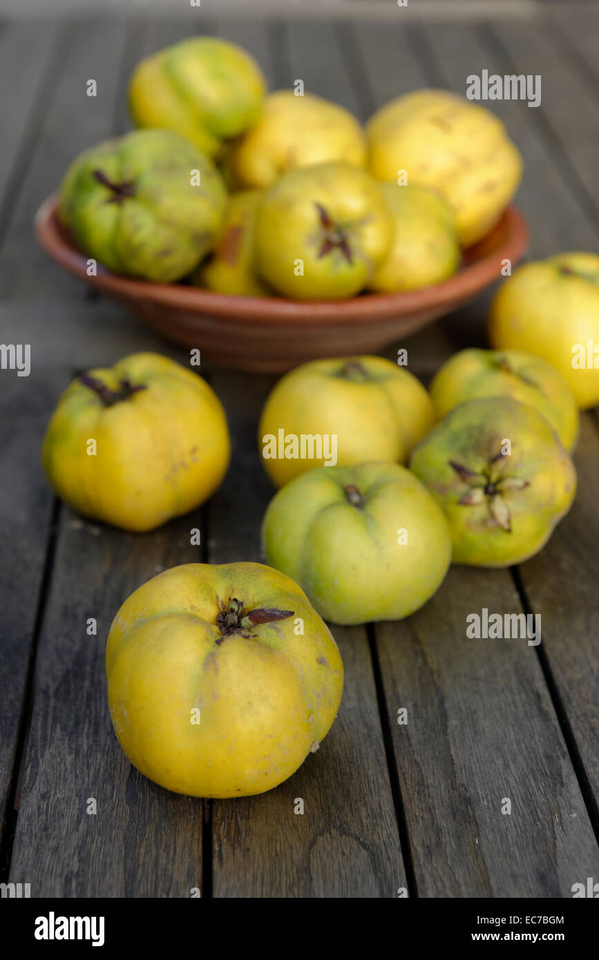 Cydonia oblonga konstantinopeler hi-res stock photography and images ...