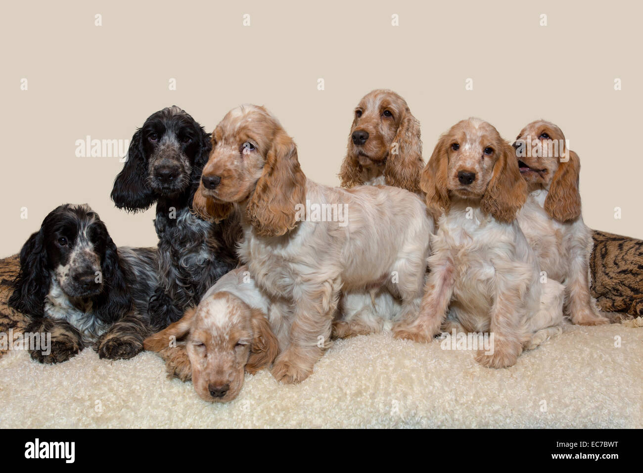 portrait of english cocker spaniel, champion, breeding station Stock ...