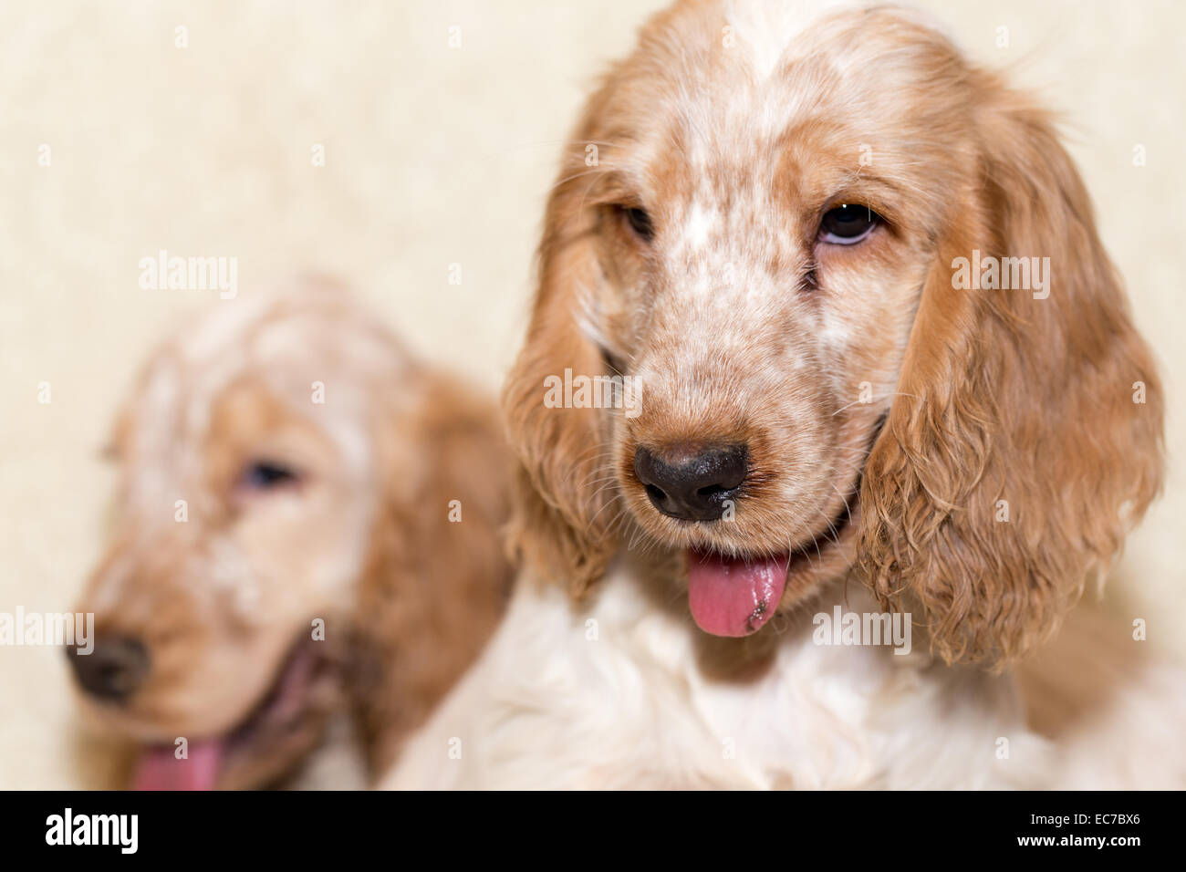 portrait of english cocker spaniel, champion, breeding station Stock ...