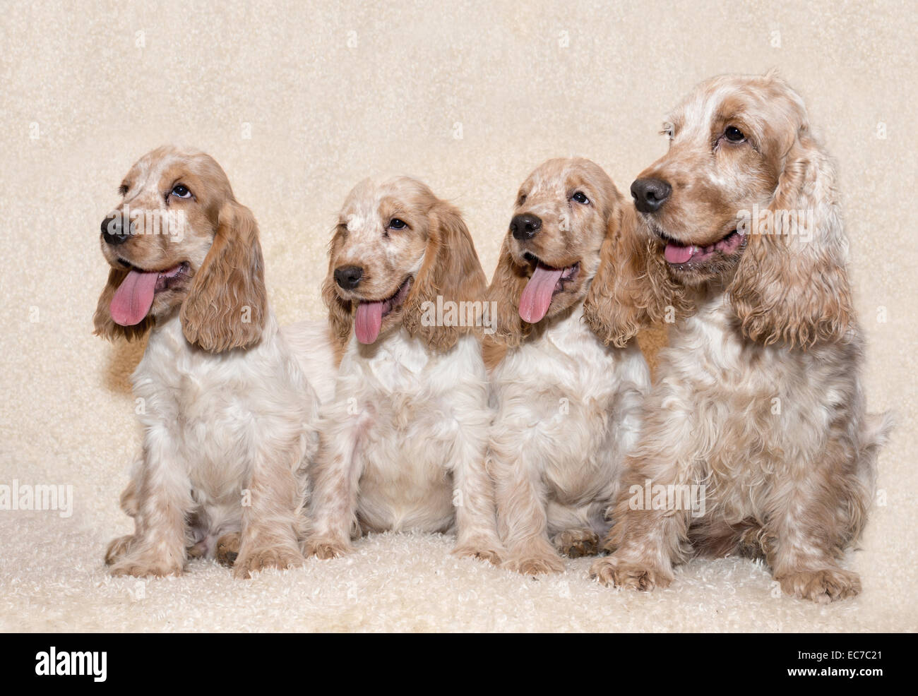 portrait of english cocker spaniel, champion, breeding station Stock ...