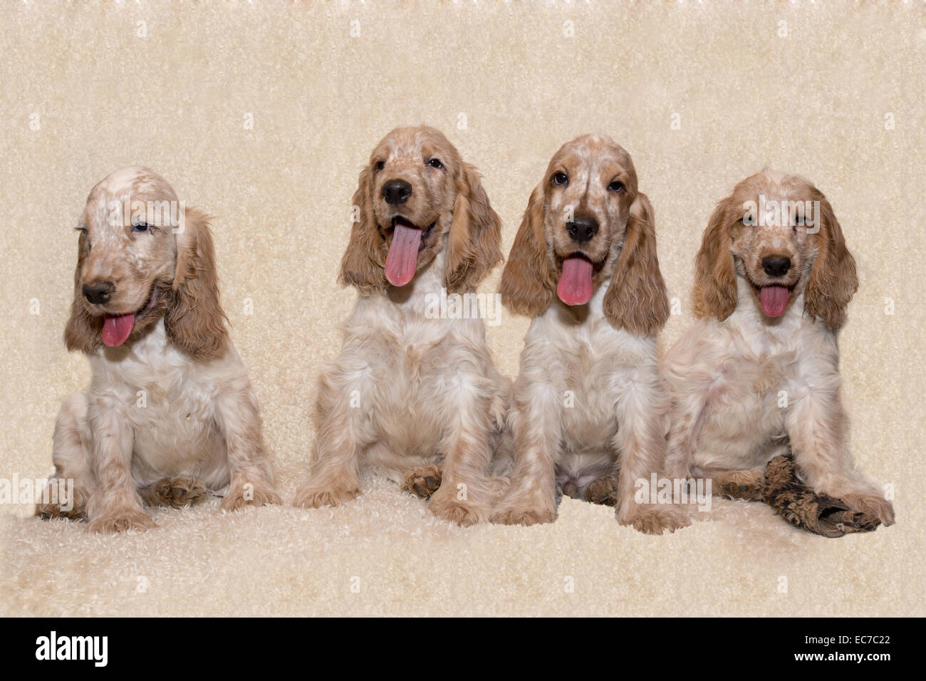 portrait of english cocker spaniel, champion, breeding station Stock ...