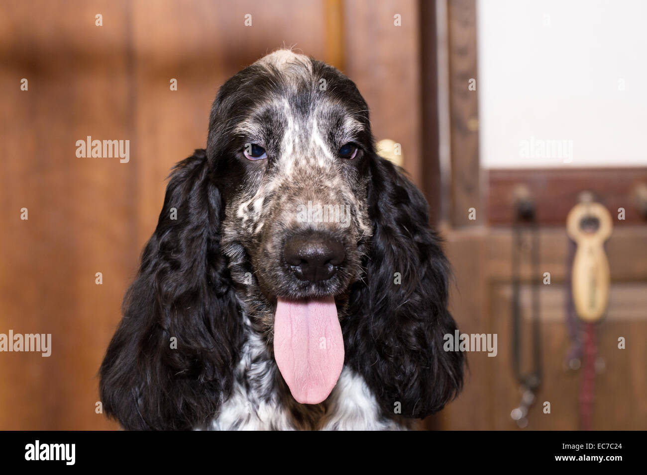 portrait of english cocker spaniel, champion, breeding station Stock ...