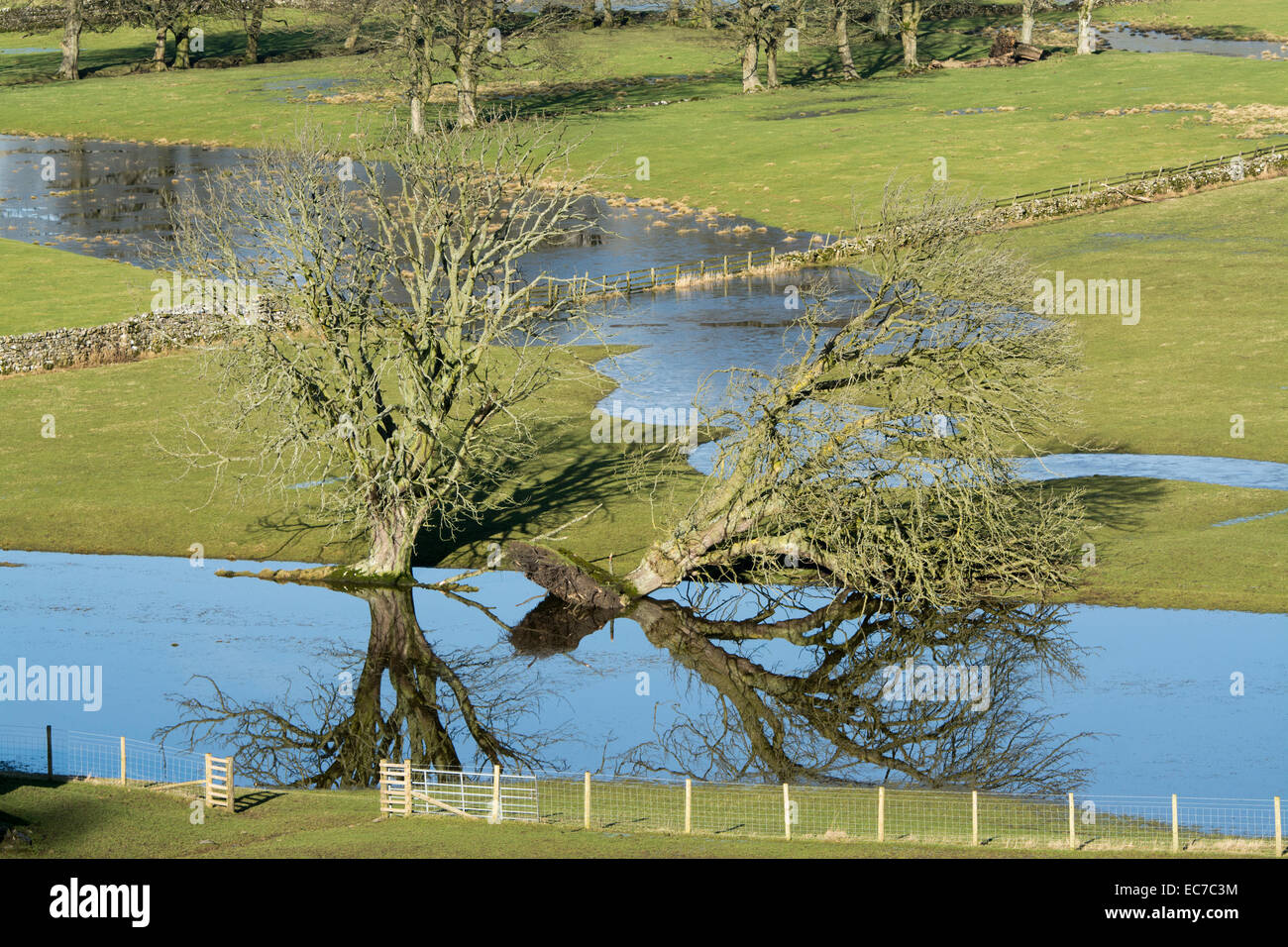 Trees in flooded fields, one fallen down Stock Photo - Alamy