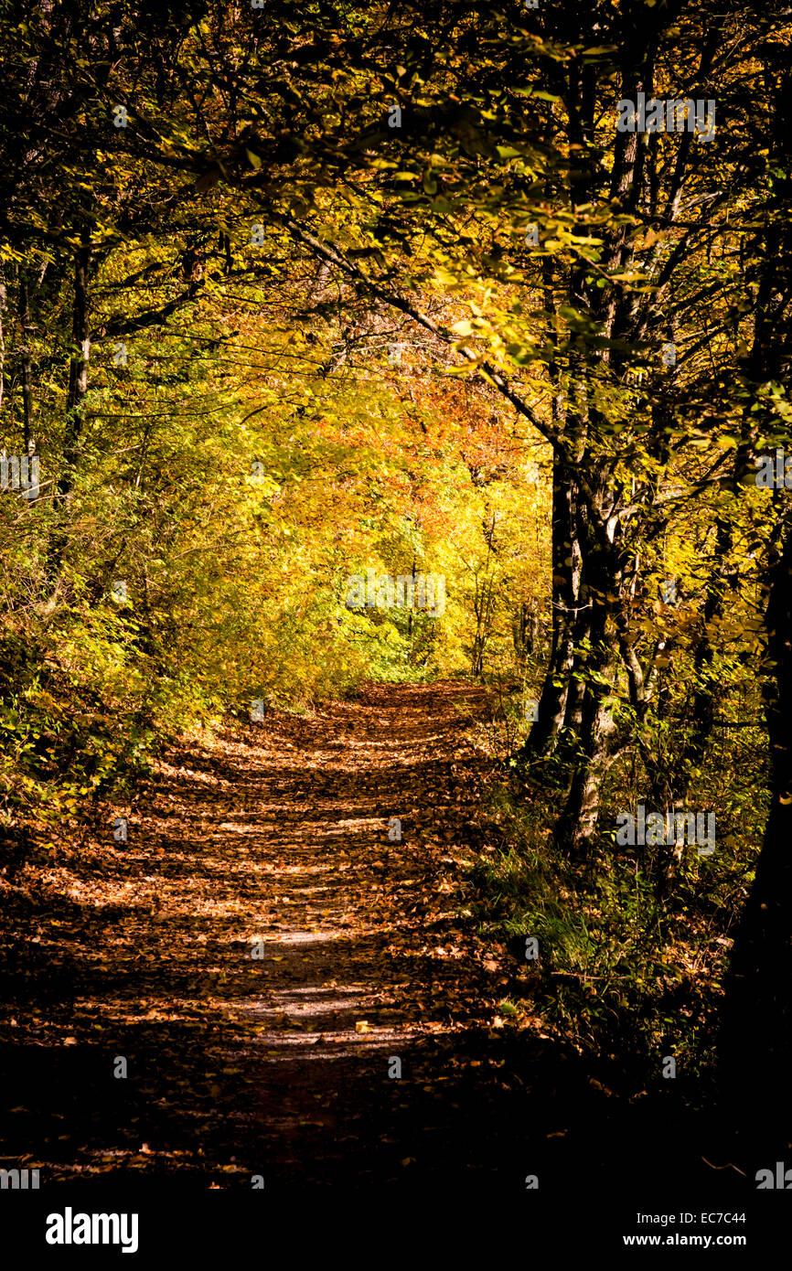 Germany, Baden-Wuerttemberg, Nature Park Schoenbuch, Forest path in ...