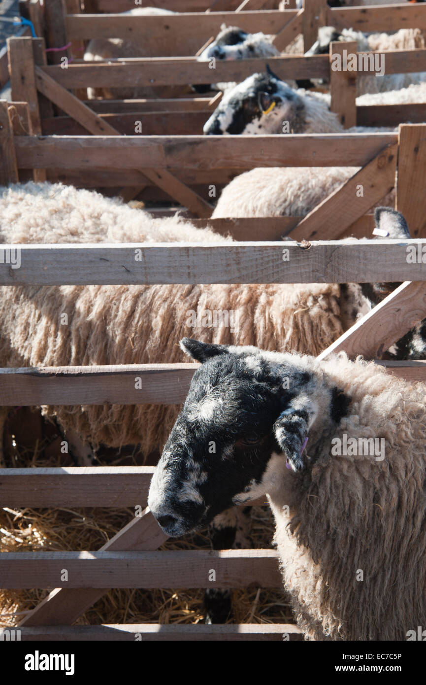 Penned sheep masham sheep fair hi-res stock photography and images - Alamy
