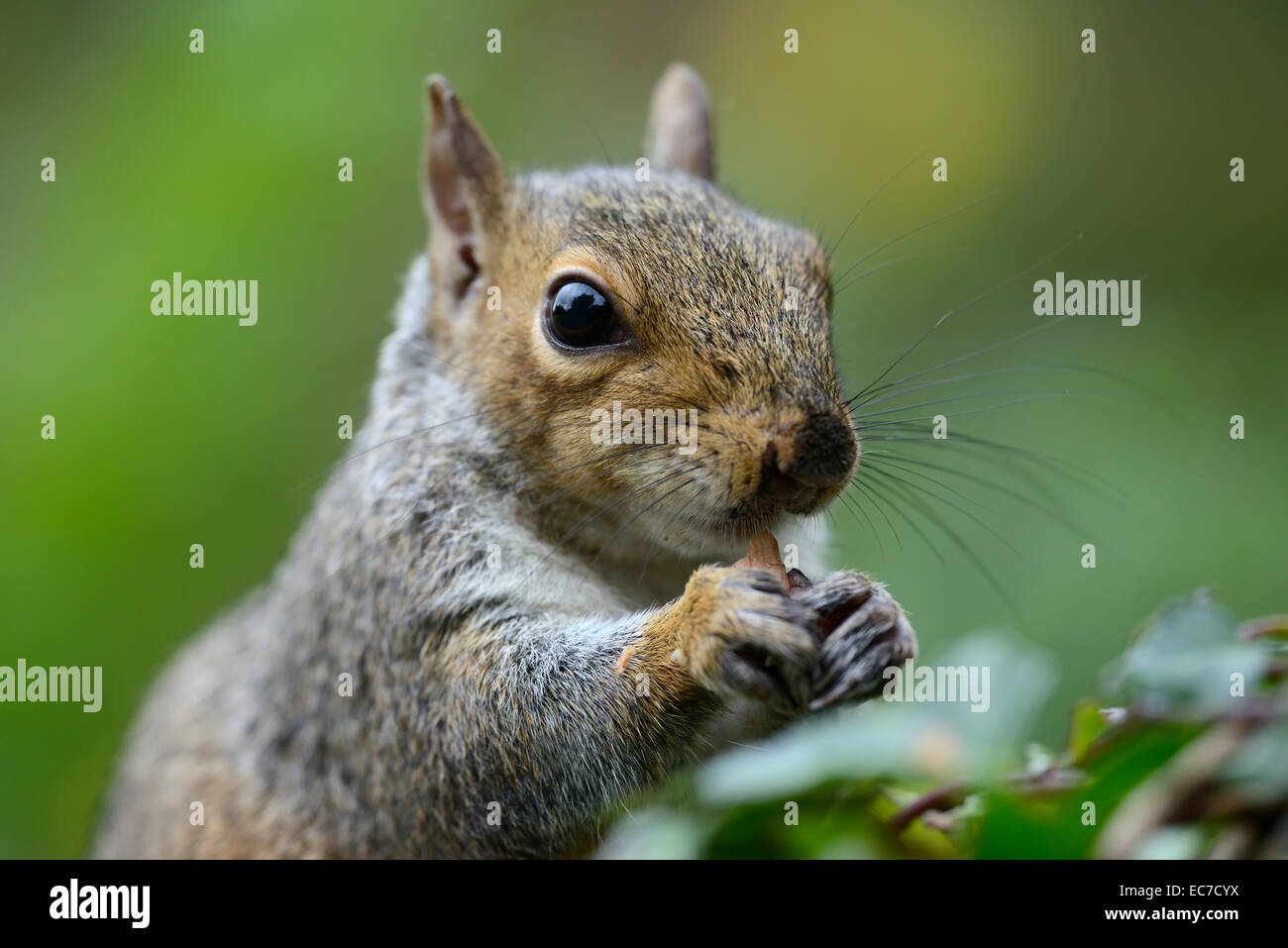 Squirrel foot hi-res stock photography and images - Alamy