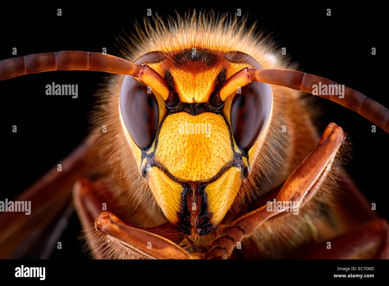 Front view yellow vespa hi-res stock photography and images - Alamy