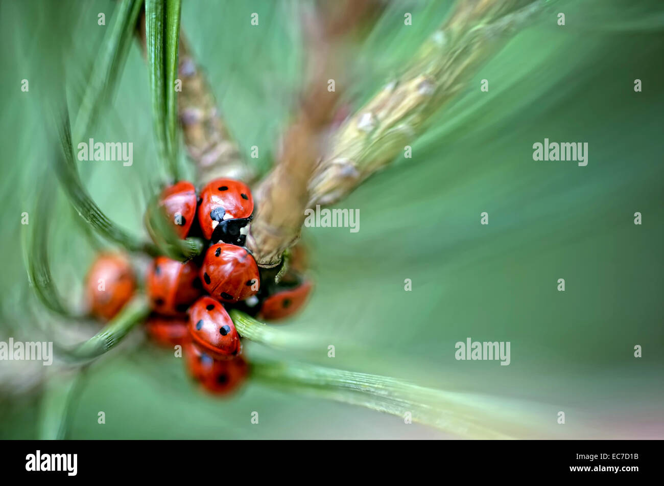 Seven-spotted ladybirds, Coccinella septempunctata, on a twig Stock ...