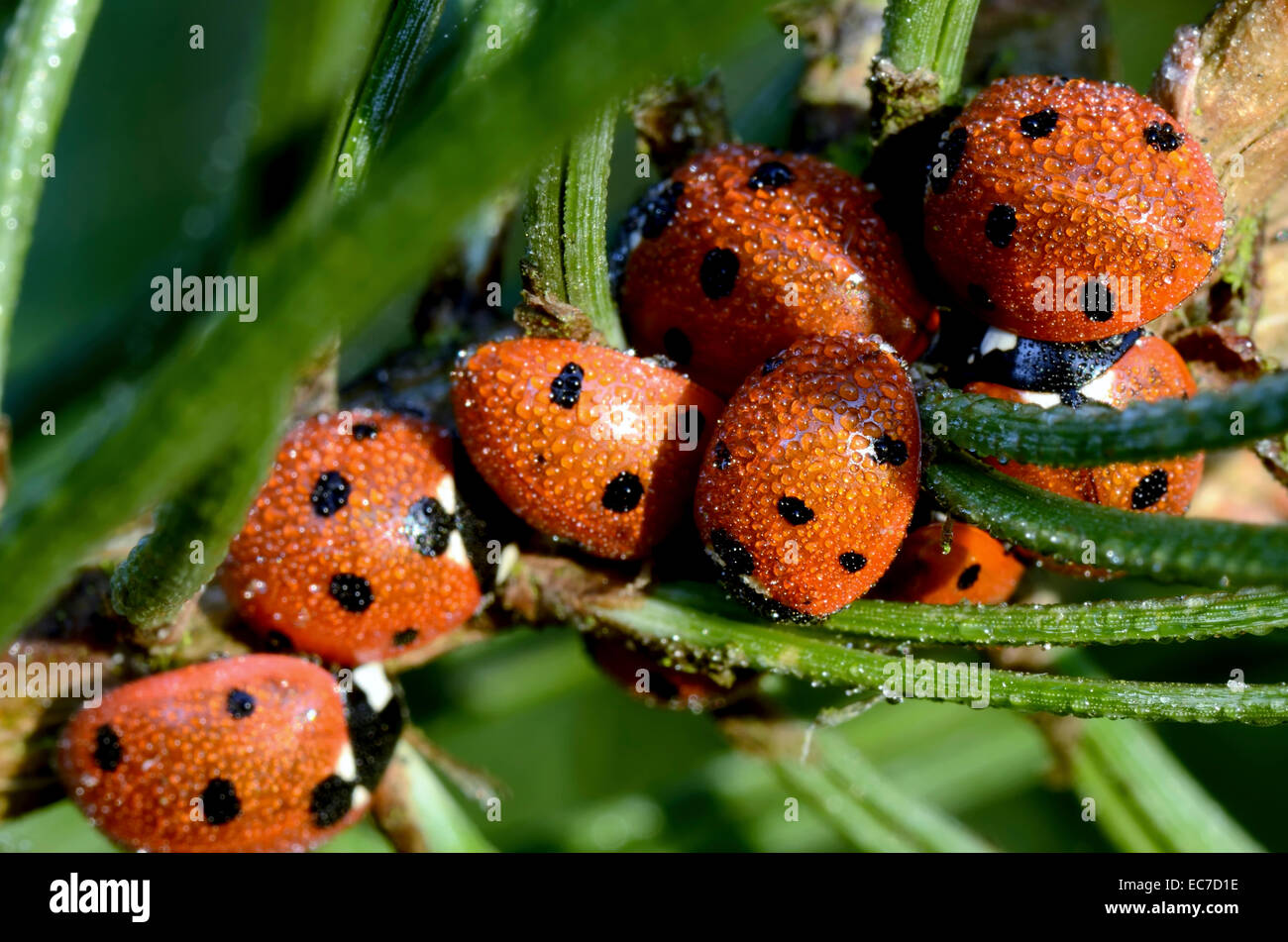 Wet seven-spotted ladybirds, Coccinella septempunctata, at sunlight ...