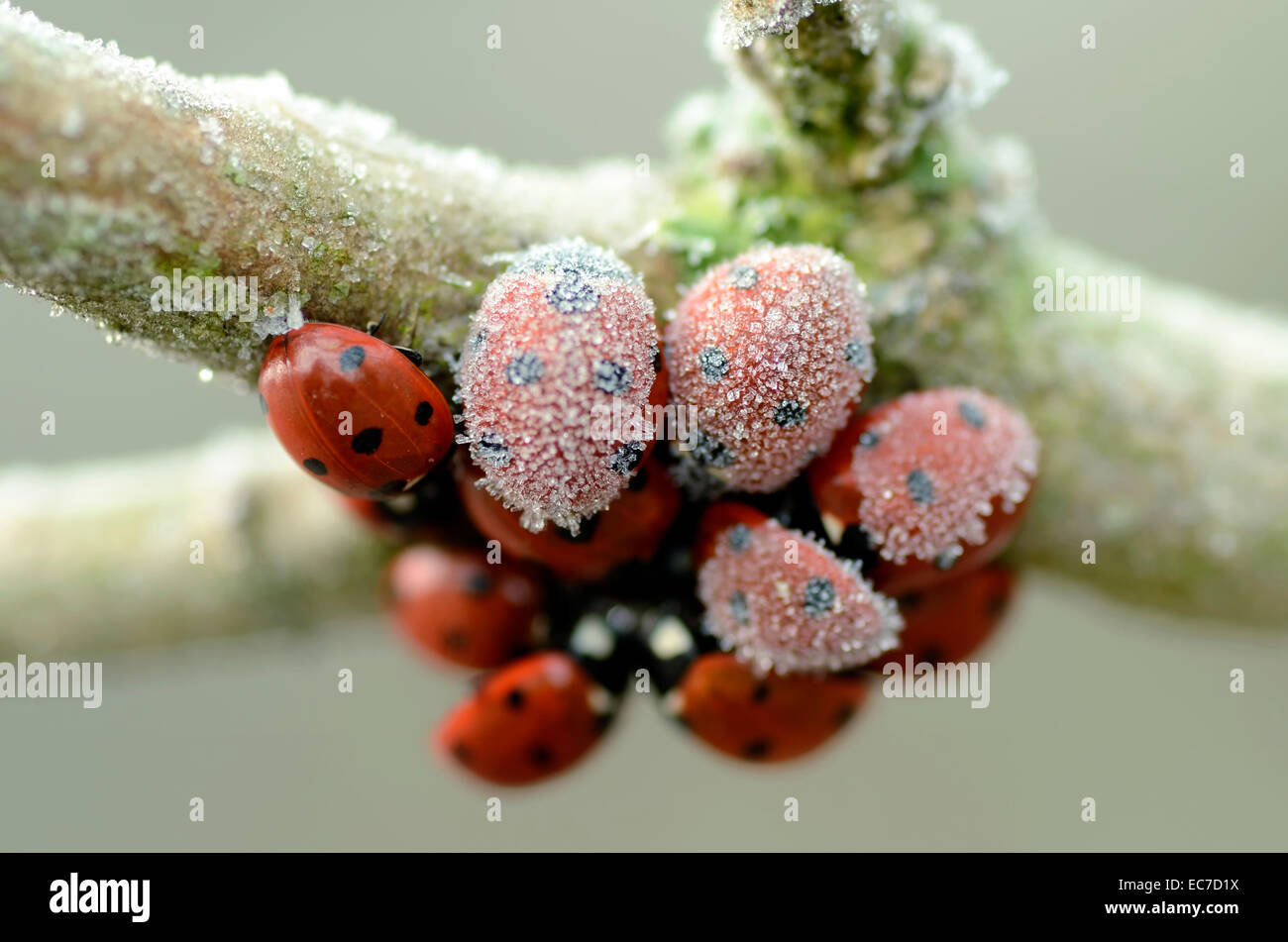 Seven-spotted ladybirds, Coccinella septempunctata, hanging at a twig ...