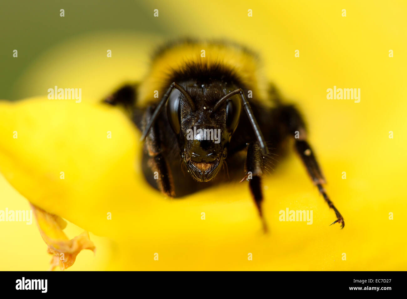 Black and yellow bumblebee hi-res stock photography and images - Alamy