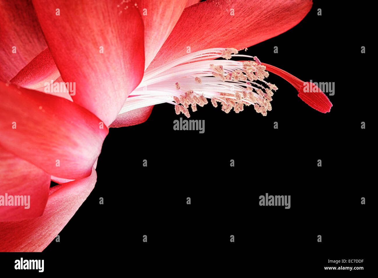 Blossom of Red Christmas cactus, Schlumbergera, in front of black ...