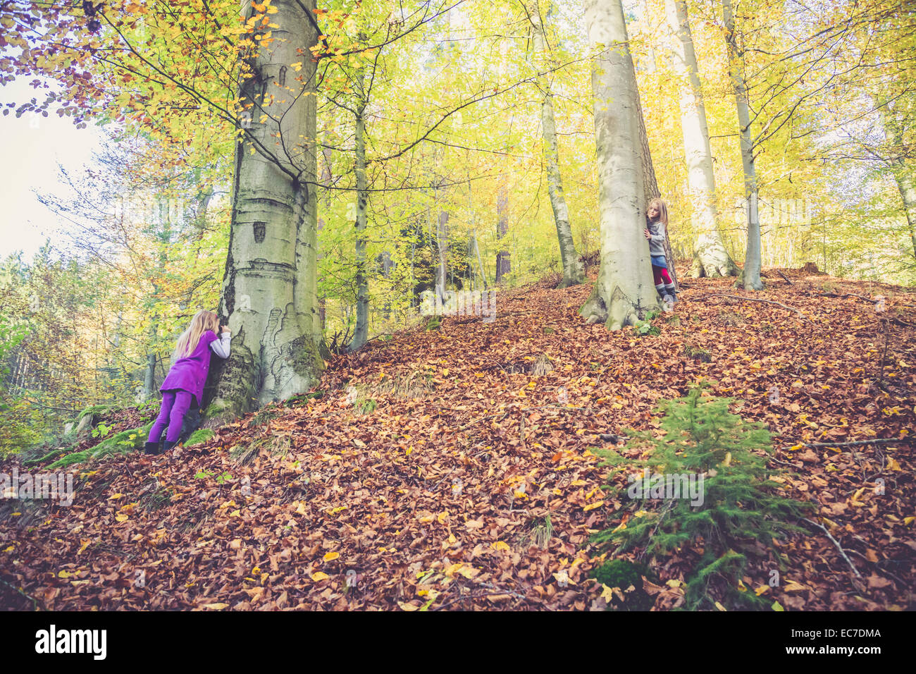 Two little girls playing hide and seek in the wood Stock Photo - Alamy