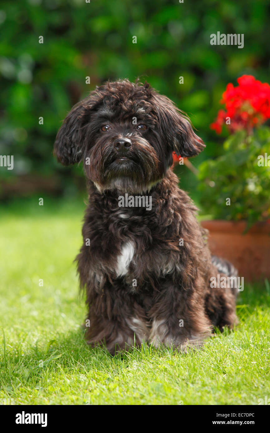 Bolonka hi-res stock photography and images - Alamy