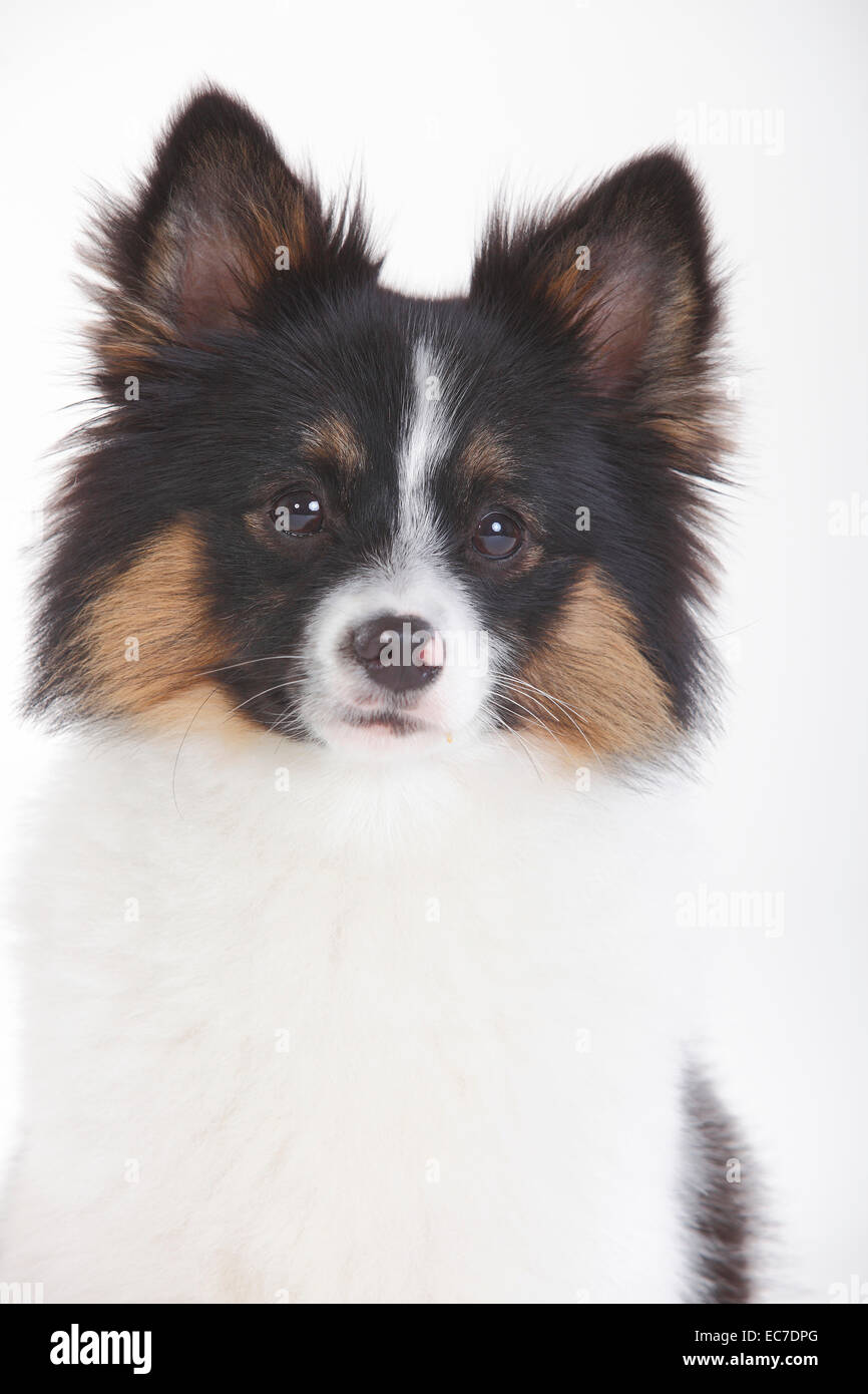 Mixed breed dog watching hi-res stock photography and images - Alamy